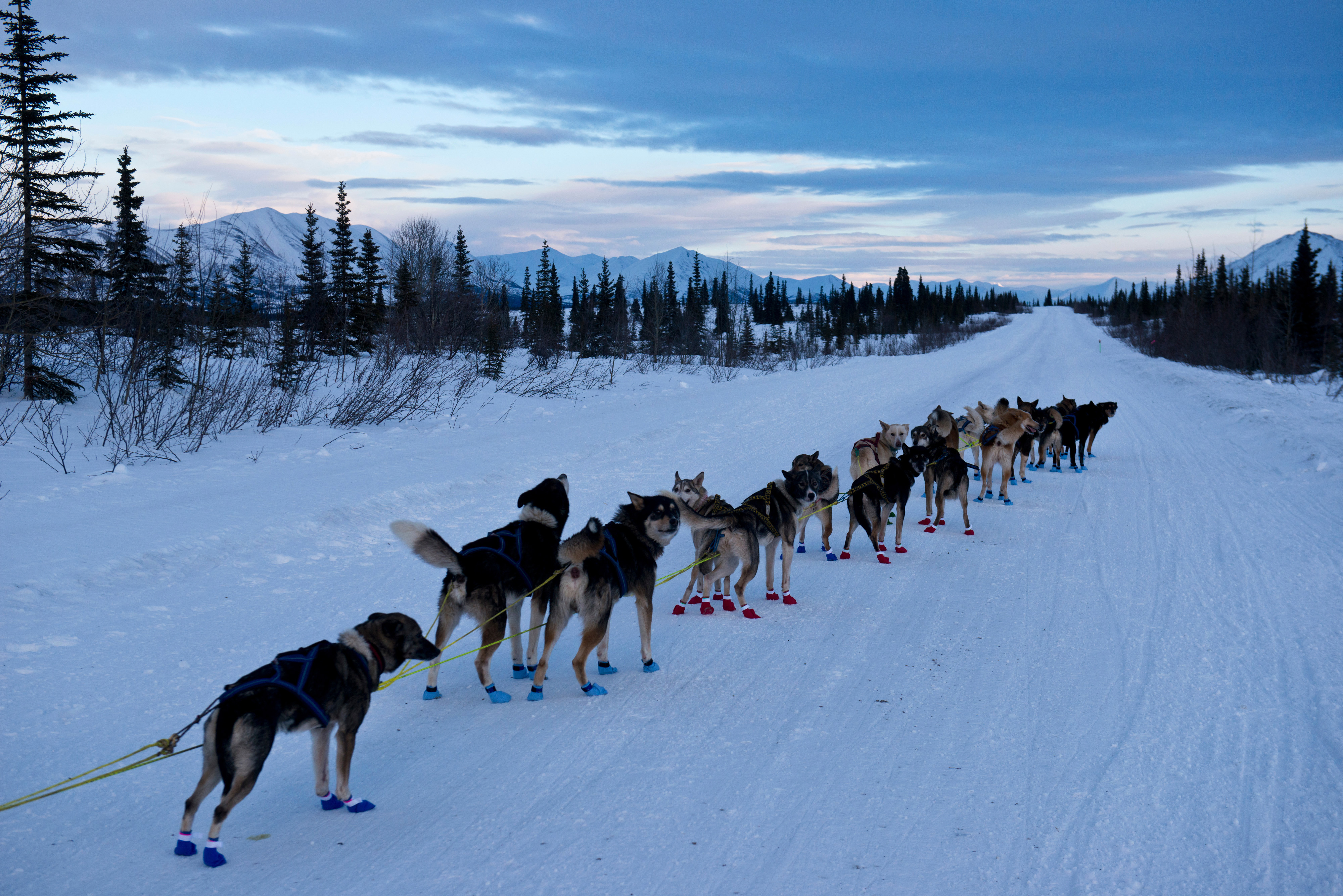 How Much Does An Iditarod Dog Cost